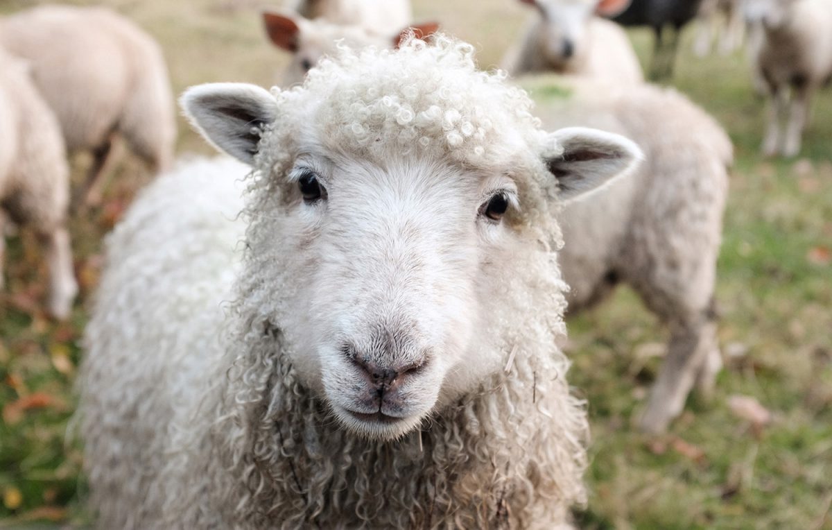 Lamb & Sheep Farming in the UK | Veganuary