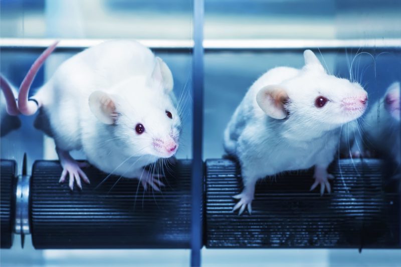 Replacing Animal Testing - The Future Is Already Here | Veganuary