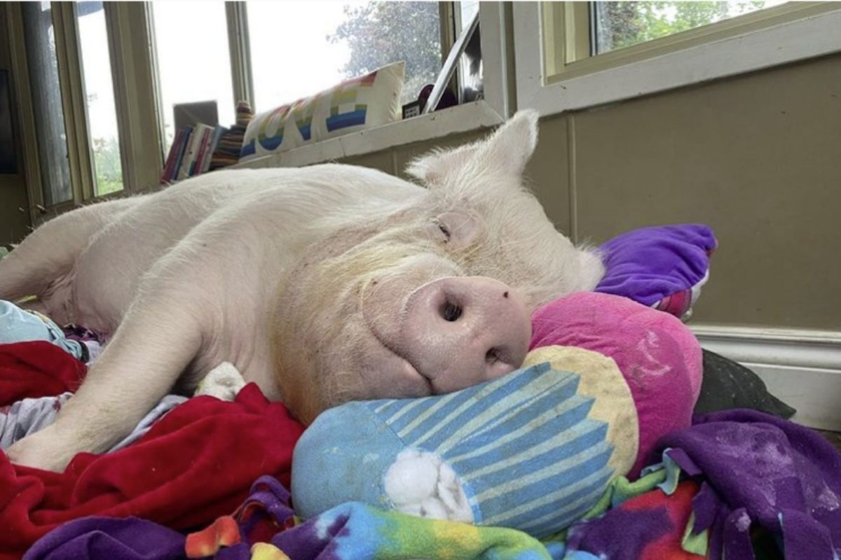 How Are Pigs Farmed in the US? | Pig Factory Farming