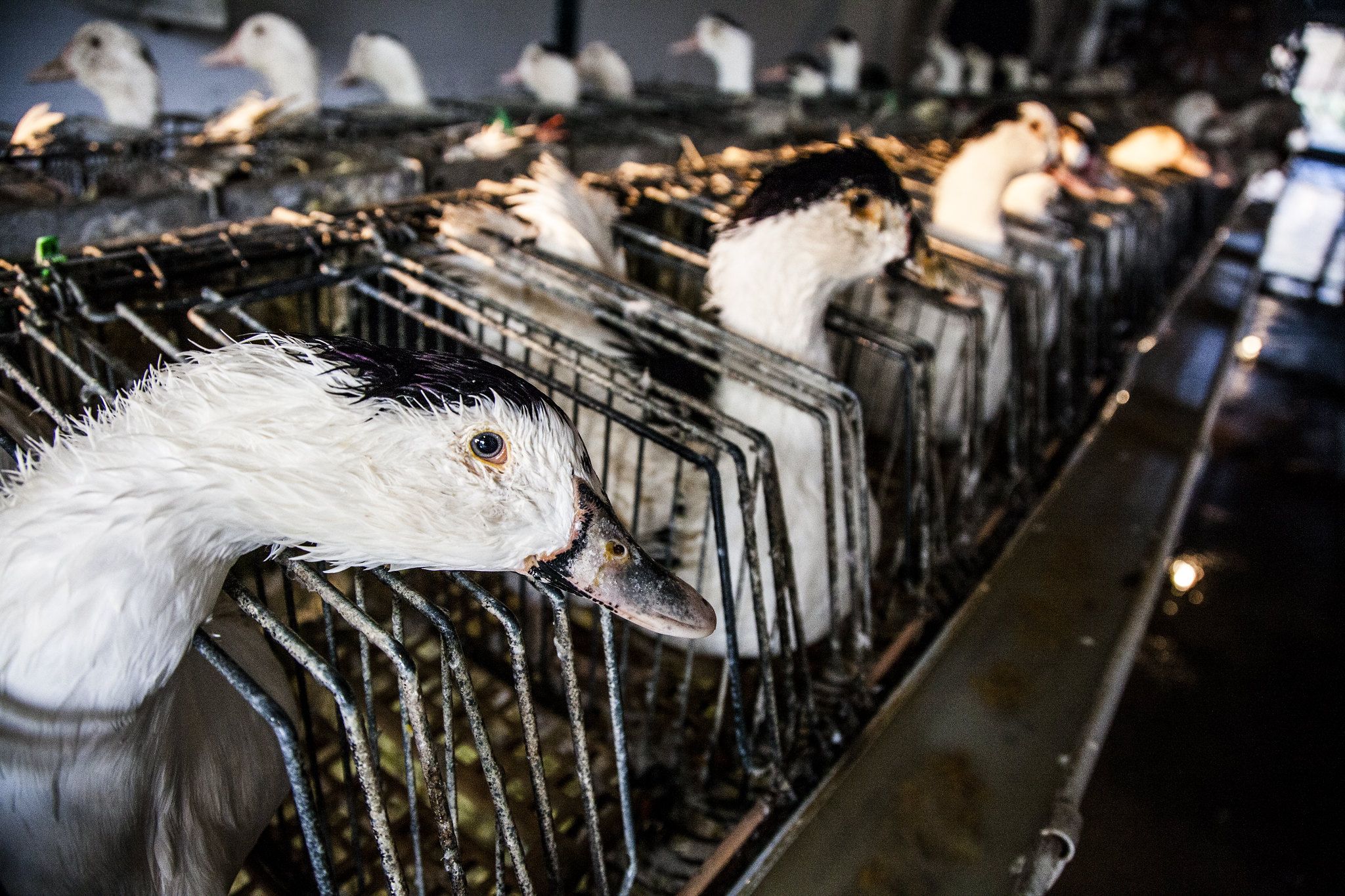 Patos | Veganuary