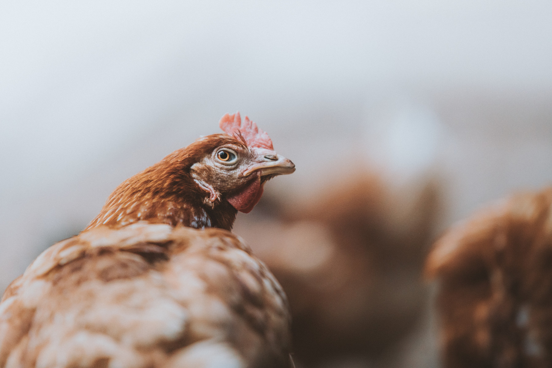 Ist es okay, Eier von geretteten Hühnern zu essen? | Veganuary