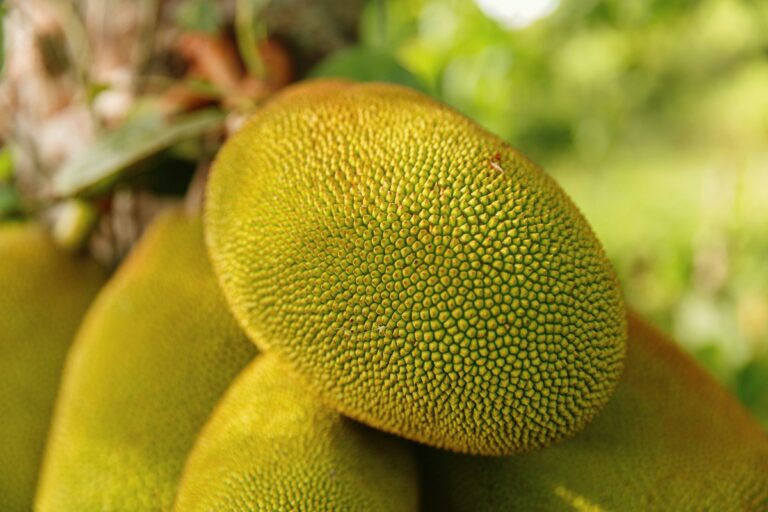 What is Jackfruit? | How to Cook With Jackfruit